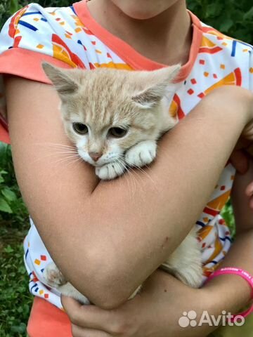 Котенок