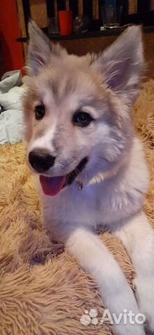 Щенки хаски отдам