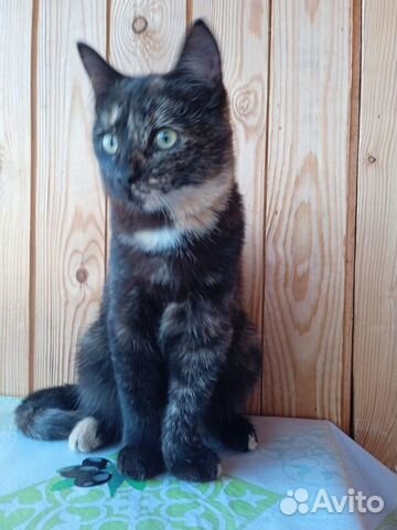 Тот самый котенок