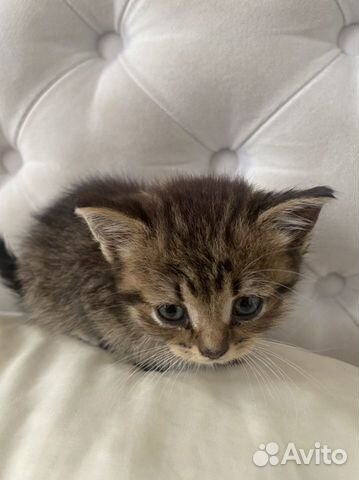 Котенок