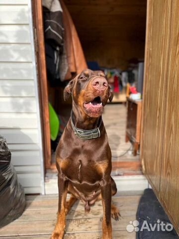 Доберман бесплатно