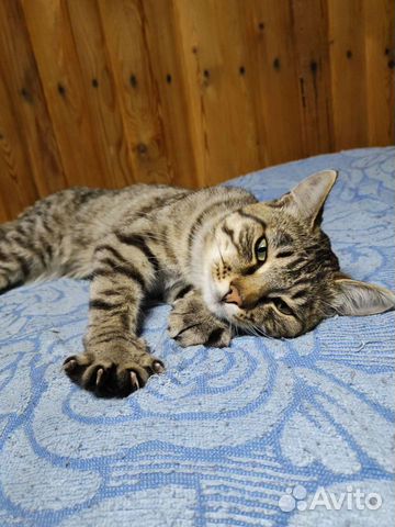 Котик в дар