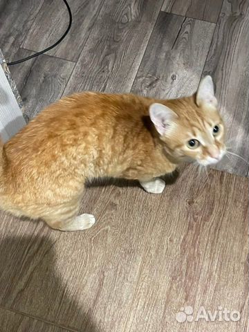 Рыжий кот 4-6 месяцев