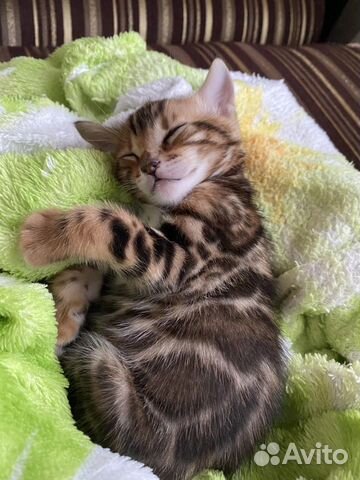 Бенгальские котята