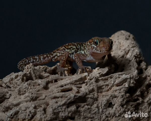 Земляной раскрашенный геккон (paroedura picta)