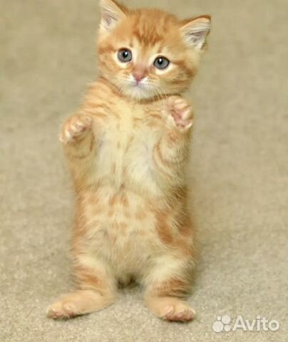 Рыжий конеток