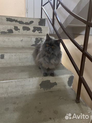 Персидская Кошка в дар