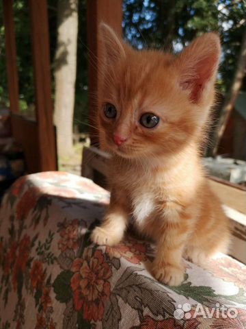 Рыжий котенок девочка