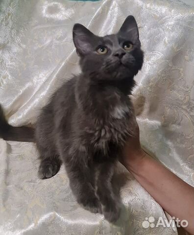 Котенок потомок нибелугов в дар в добрые руки