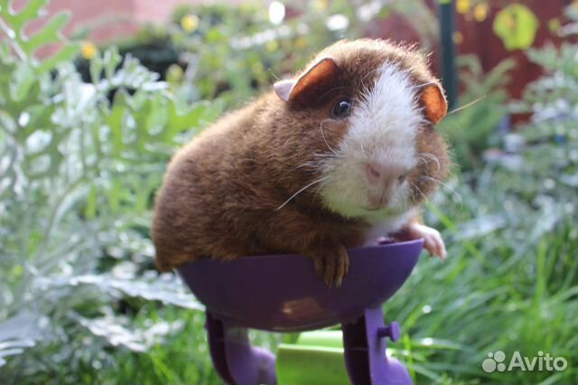 Морская свинка тедди