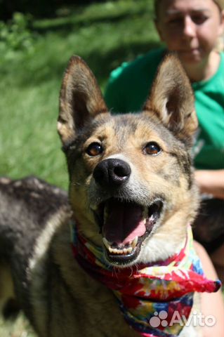 Собака ищет дом