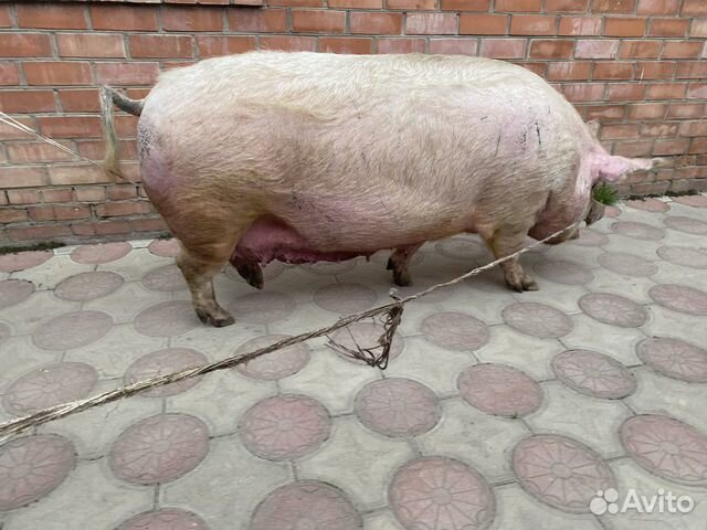 Супоросная свиноматка