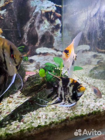 Рыбки скалярии