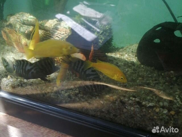 Цихлиды за петушка