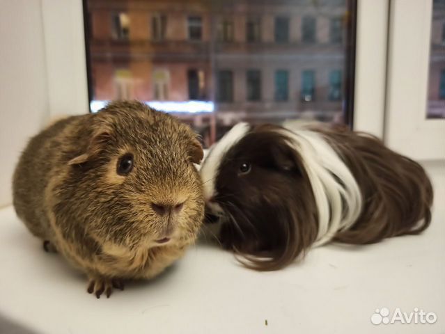 Морские свинки агути и шелти