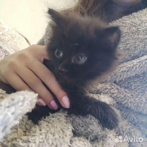 Кошка 1.5 месяца