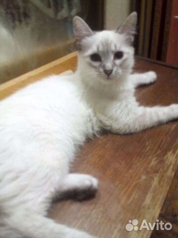Кошка в дар