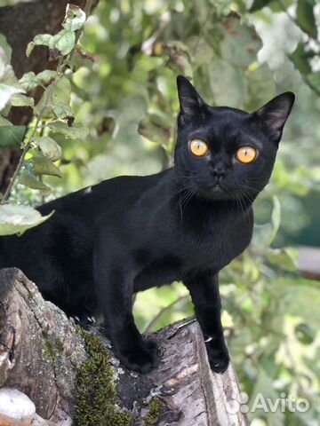 Бомбейский мальчик