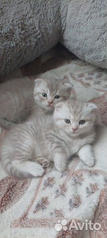 Шотландская