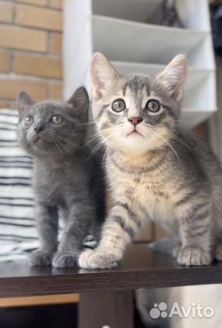 Два брата акробата