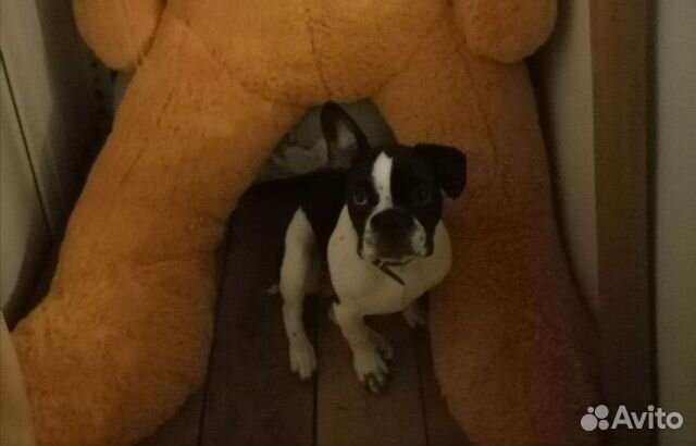 Французский бульдог