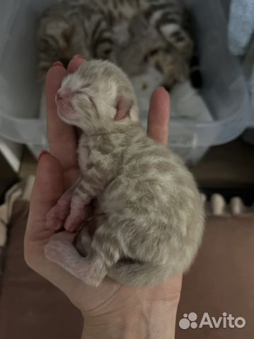 Бенгальские котята