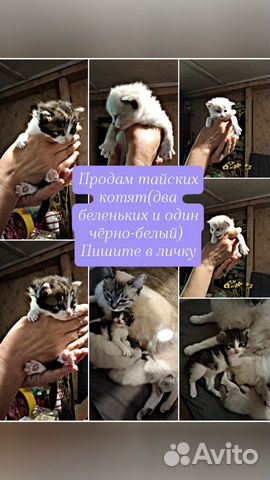 Продам тайских котят