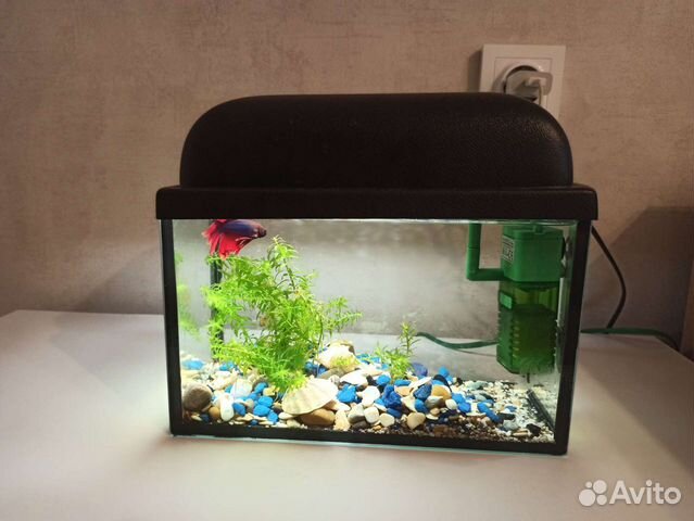 Аквариум с фильтром,рыбкой, растениями,сочком