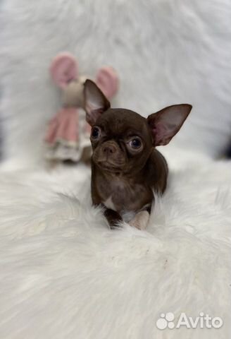 Чихуахуа маленькая шоколадочка