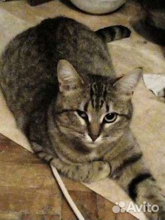 Кошка в дар