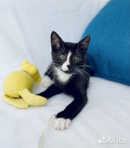 Нарядный котёнок ищет дом