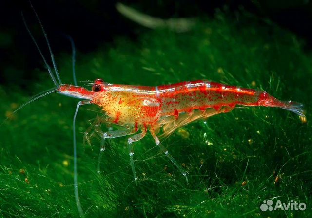 Аквариумные креветки
