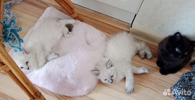 Невские маскарадные котята