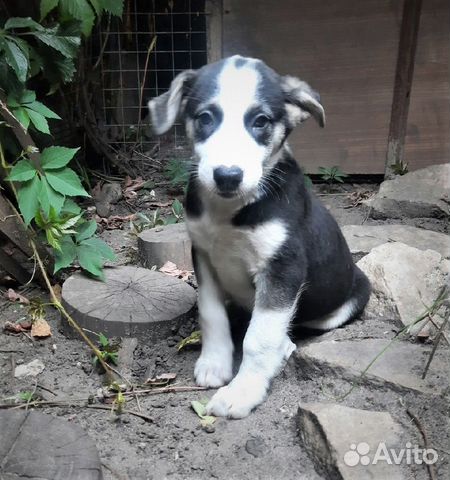 Щенок Снупи ищет дом