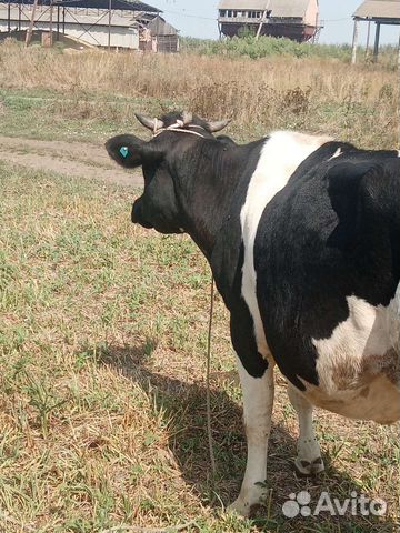 Корова дойная