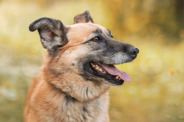 Тина - метис овчарки. Собака из приюта