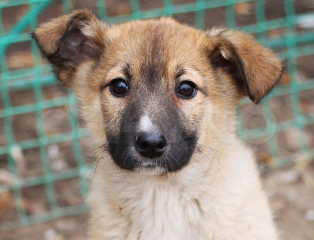 Мухтар ищет дом