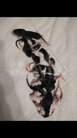 Крысята дамбо+хаски