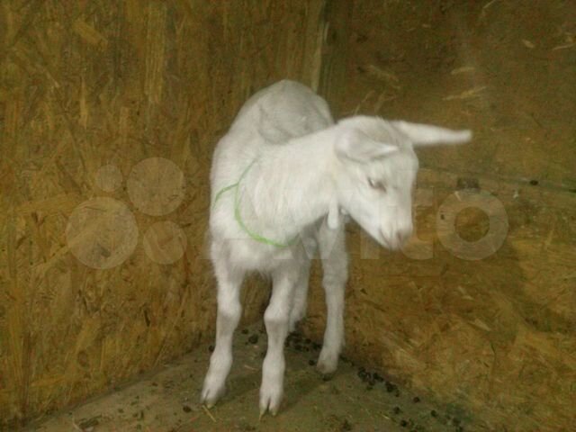 Козлик зааненский чп