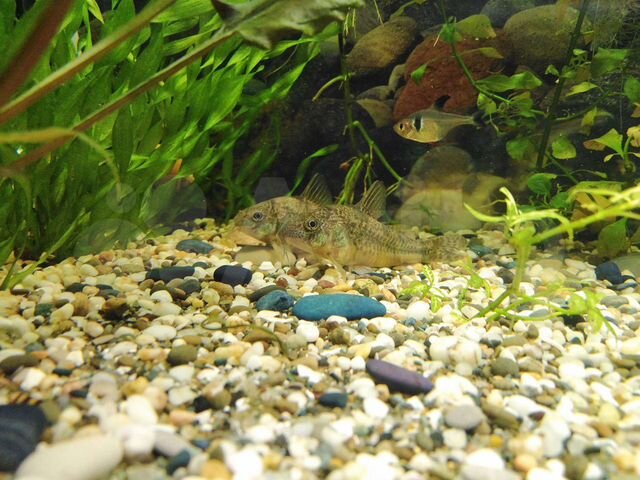 Отдам двух сомов, рыбок данио в хорошие руки