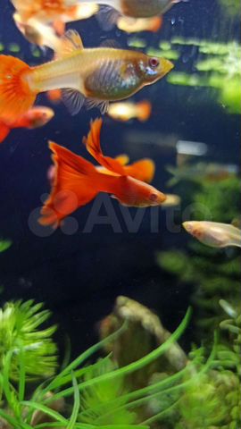 Гуппи Full Red Albino