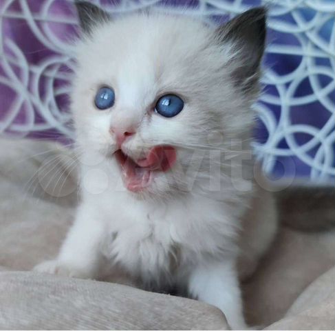 Мальчик Том, шоу класс, рэгдолл