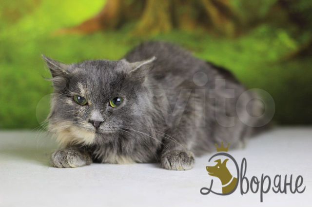 Котик Штирля