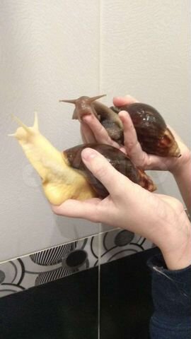 Отдам в дар улиток Ахатин