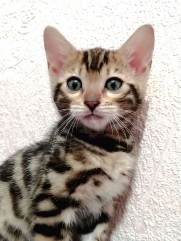 Бенгальская кошечка с правом разведения 1,5 мес