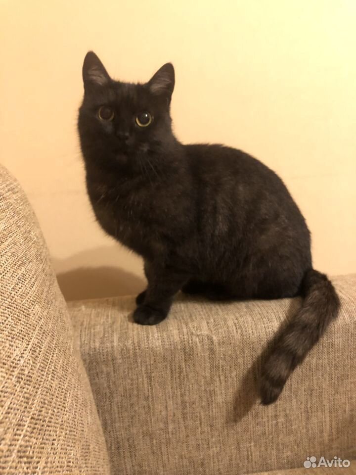 Кошечка Фима, 1 год ищет хозяина