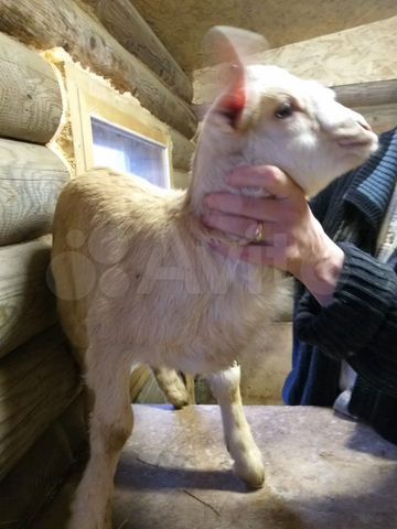 Продаются козочки