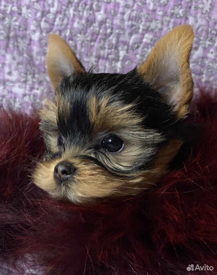 Йоркширский терьер мини