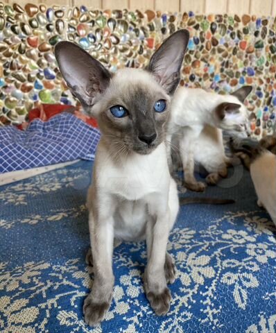 Новелли, мальчик блю-пойнт