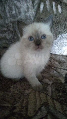 Сиамская кошка